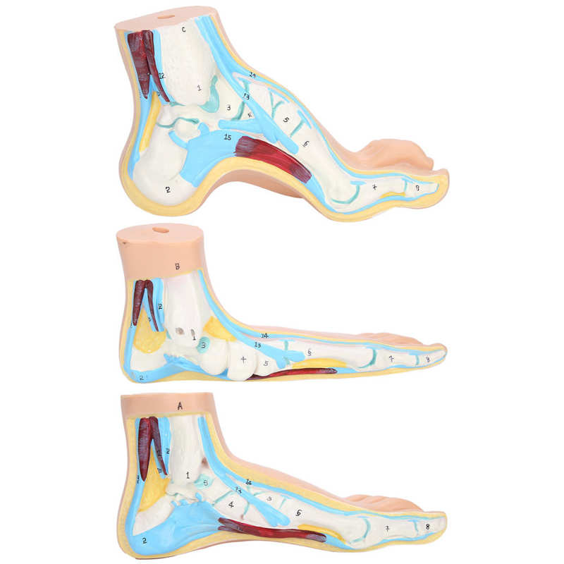 Foot Model Human Foot Palm Muscle Model Arch Foot ... – Vicedeal