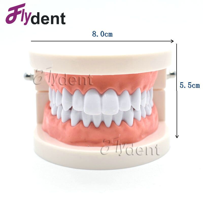 Dental Teeth Model Dentist student Model for Teach... – Grandado