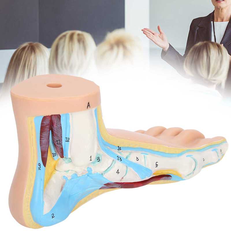 Foot Model Human Foot Palm Muscle Model Arch Foot ... – Vicedeal