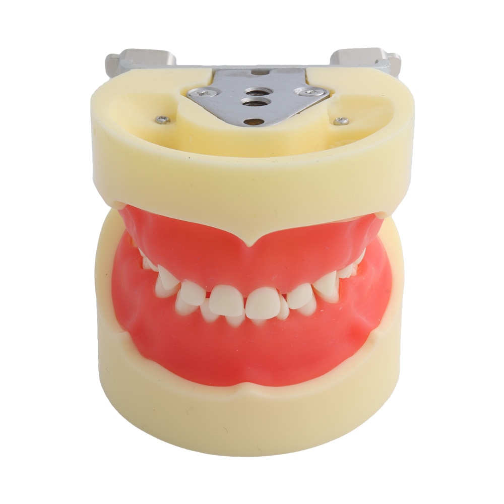 Dental Teaching Model Teeth Model Standard Model f... – Vicedeal