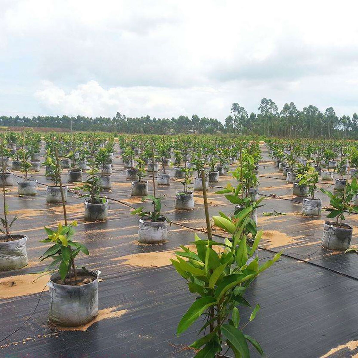 Agricultural Permeable Weeding Cloth Garden Ground... – Grandado