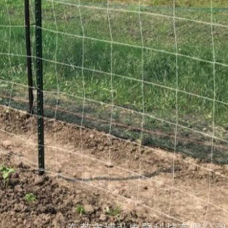 Square Lattice Climbing Garden Netting Plant Garde... – Grandado