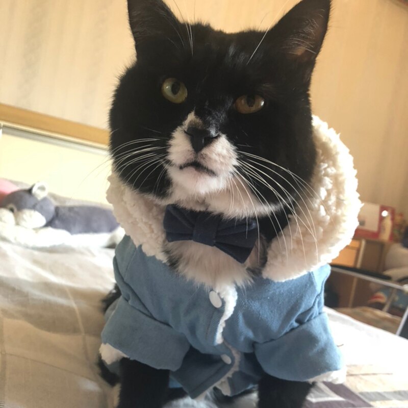 Warm Cotton Collar Pet Cat Clothes For Cats Winter... – Grandado