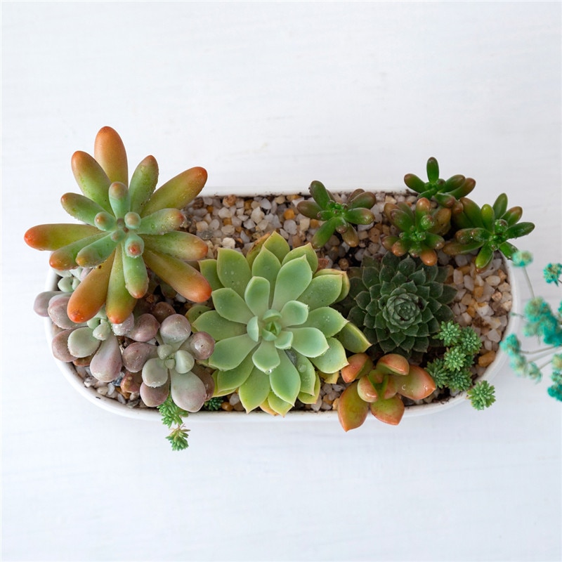 Oval White Ceramic Succulent Flowerpots Green Succ... – Grandado