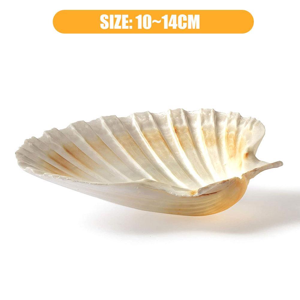 1pcs Natural Shell Big White Scallop Decoration Me... – Grandado