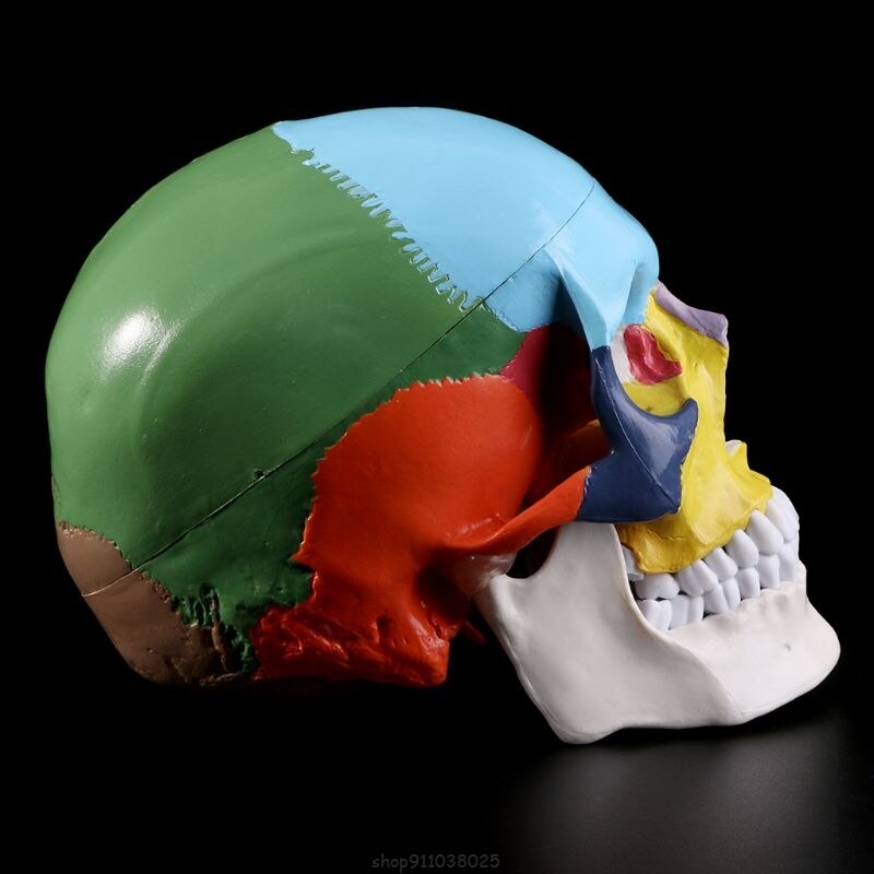 Life Size Colorful Human Skull Model Anatomical An... – Grandado