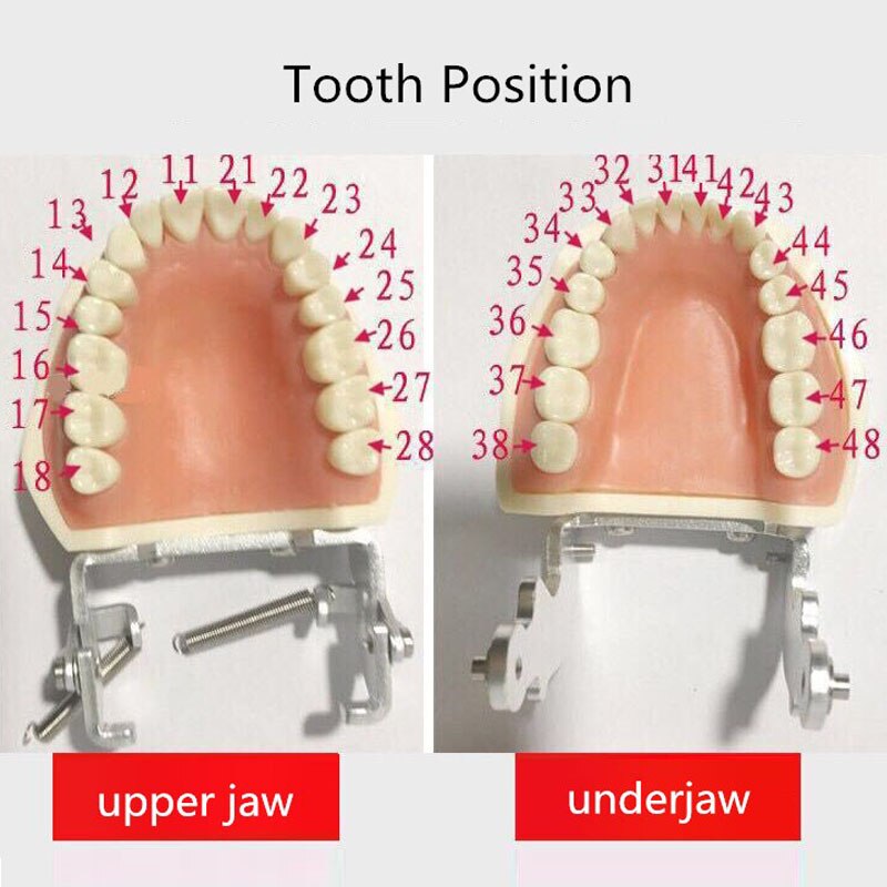 Zahn anordnung 32 stücke Zahn Position Modell – Grandado