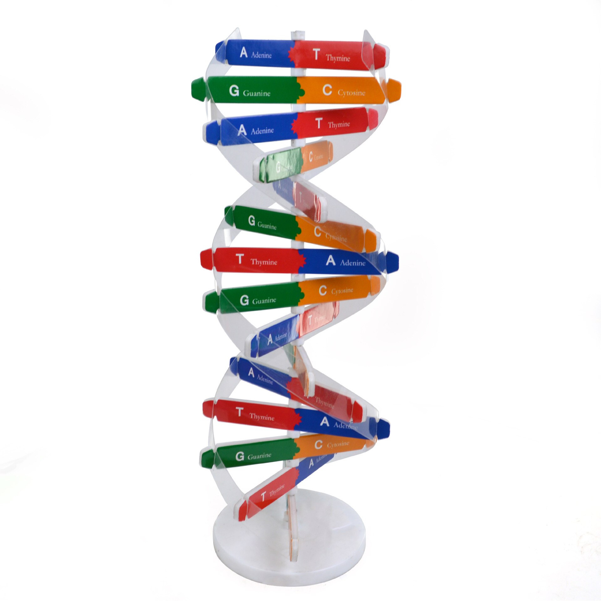 Menselijk Gen Dna Model Dubbele Helix Structuur Dn... – Vicedeal