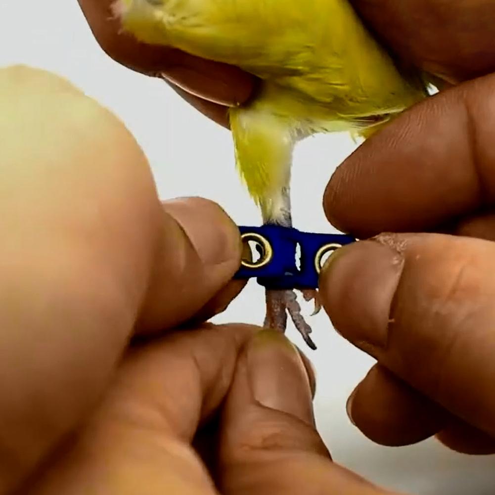5 Sizes 2 Colour Pet Parrot Leg Ring Ankle Foot Ch... – Grandado