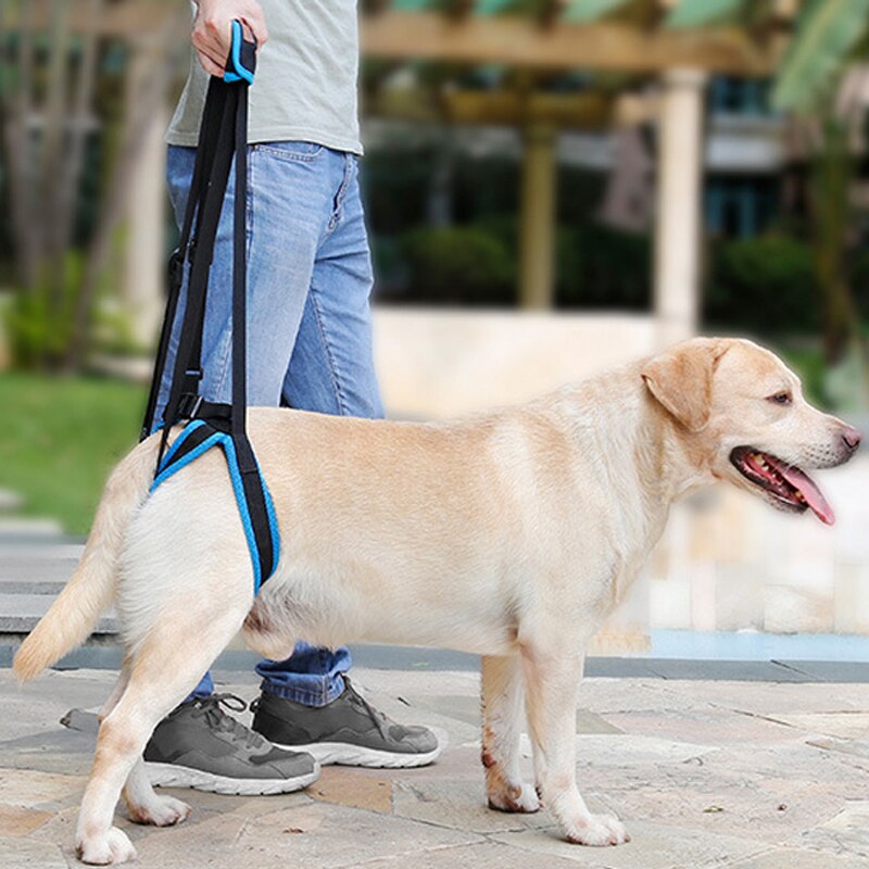 Pet Leg Straps Walking Bracket Dog Leg Belts Hind ... – Grandado