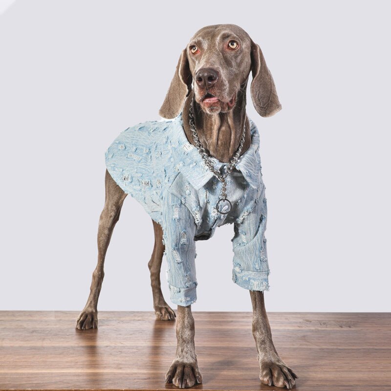 Large Dog Clothes Spring and Autumn Dog Jacket Den... – Grandado