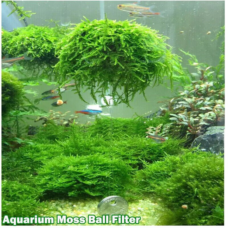 Aquarium Fish Shrimps Tank Media Moss Ball Live Pl... – Grandado