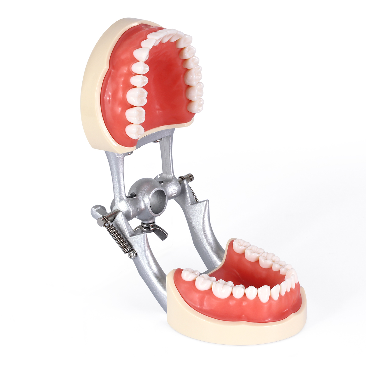 Azdent Dental Typodont Teaching Teeth Model With R... – Grandado
