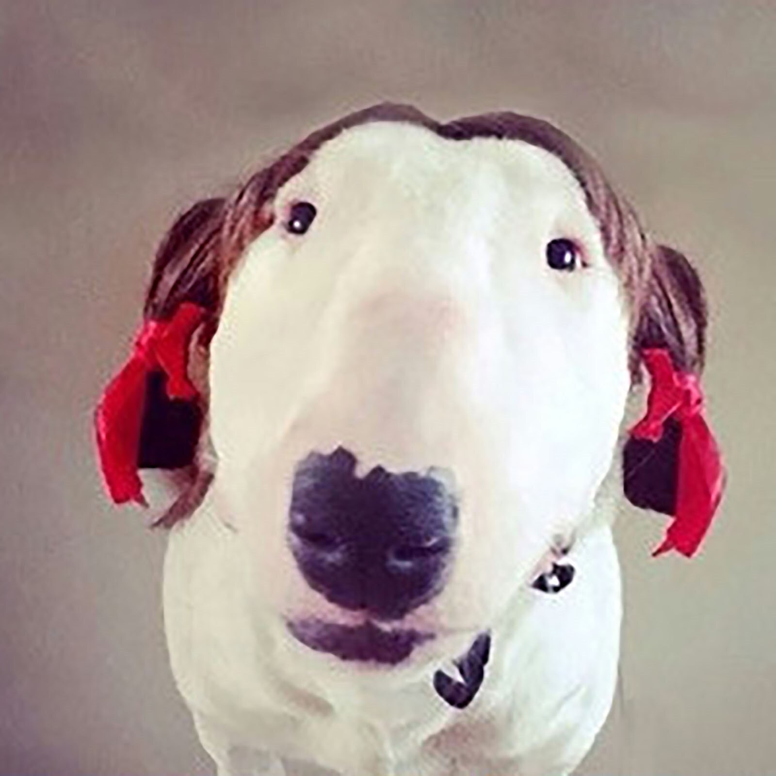 Dog Wigs Pet Costume Wig Colored Curly Hair Braids... – Grandado