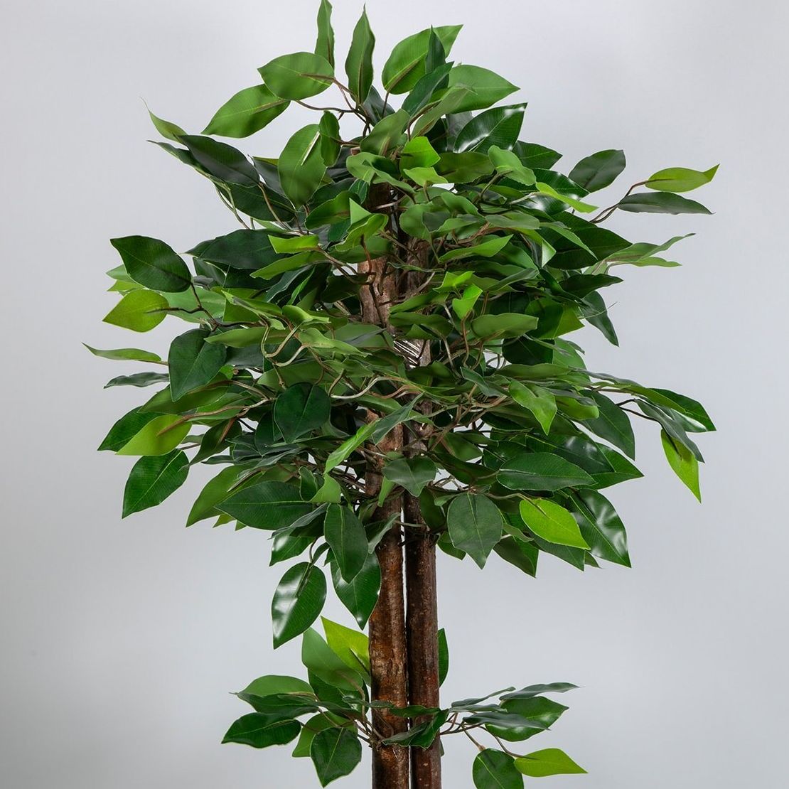 Ceramic Plant Pot 100 Cm Benjamin Tree – Grandado