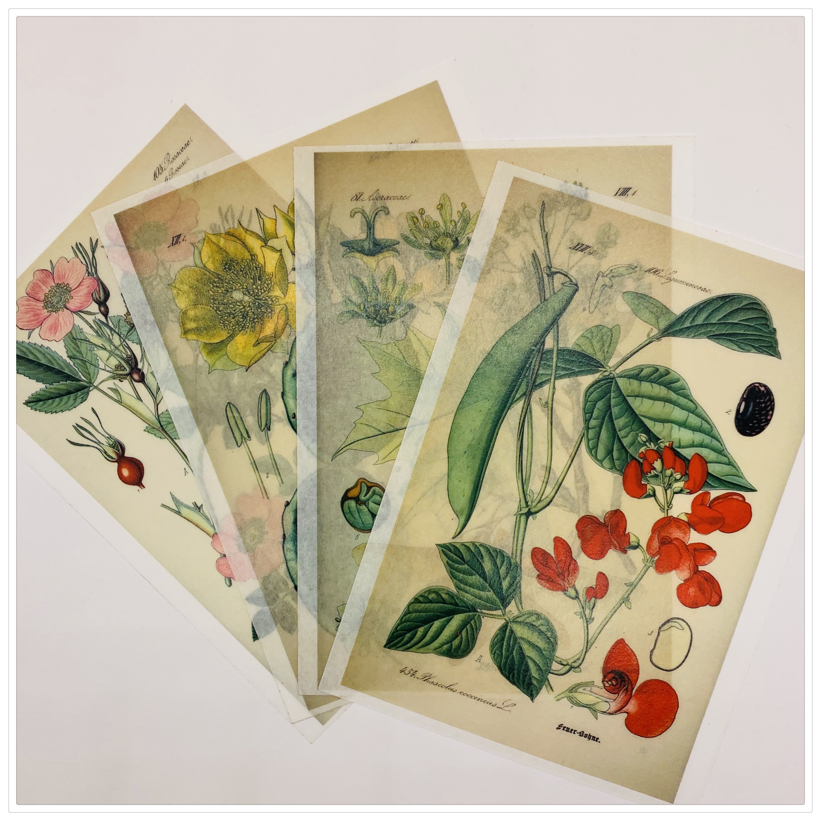 12PCS Vintage Botany Priming Stickers DIY Scrapboo... – Grandado