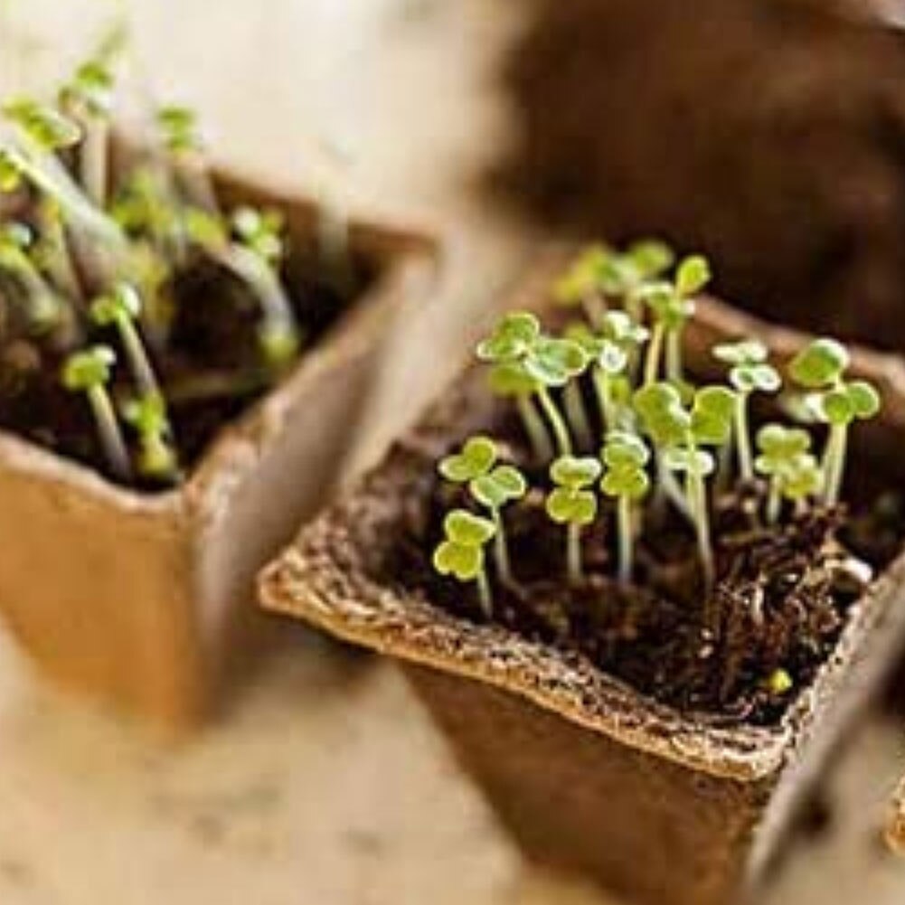 6PCS Mini Greenhouse Propagation Modiform Plug Pla... – Grandado