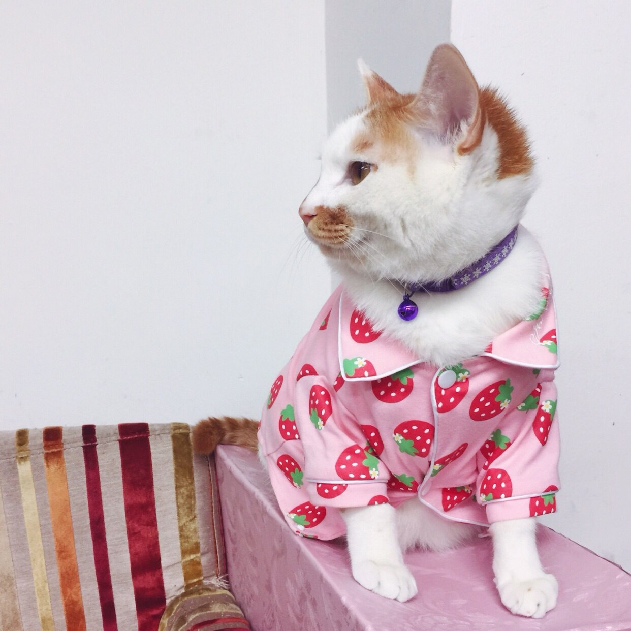 Pet Cat Clothes Mascotas Costume Halloween Soft Cu... – Grandado