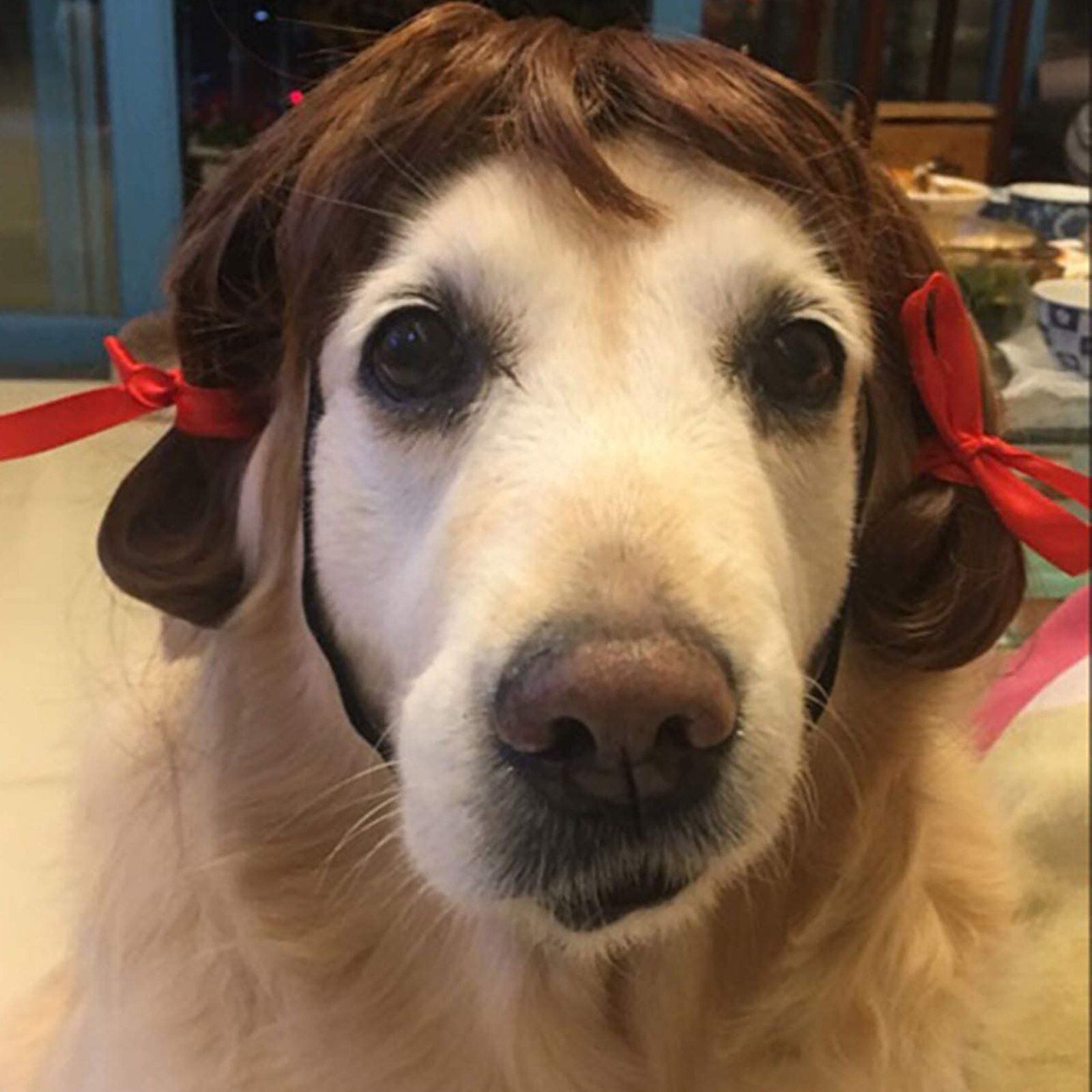 Dog Wigs Pet Costume Wig Colored Curly Hair Braids... – Grandado