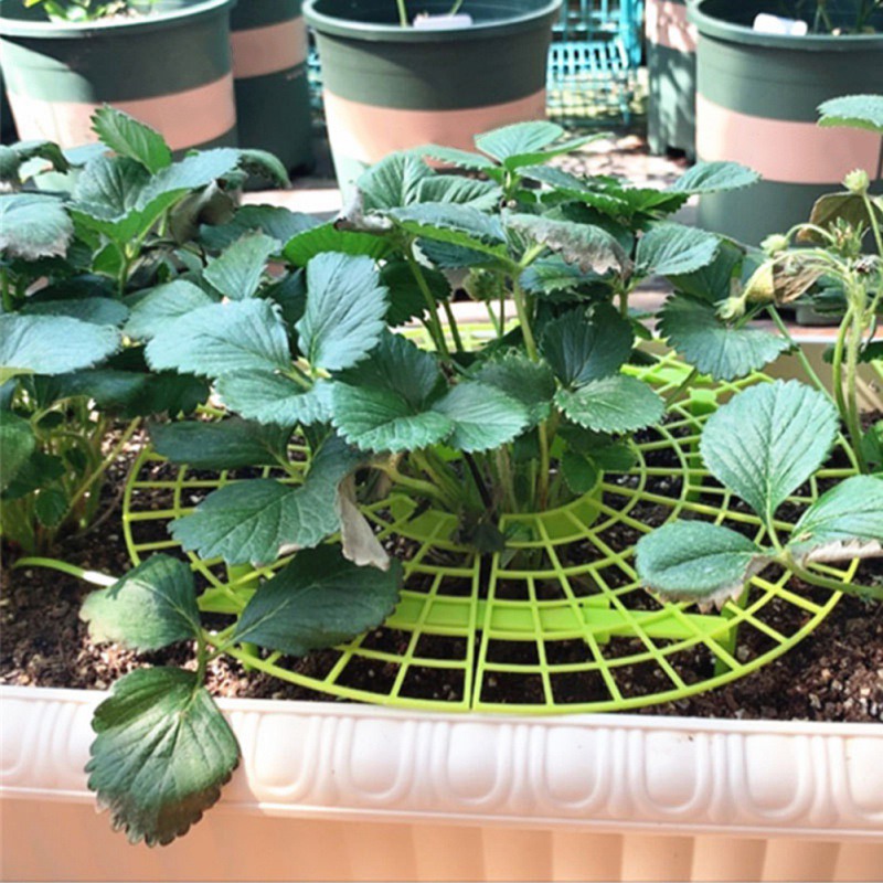 Strawberry Supports Plant Growing Supports Plant C... – Grandado