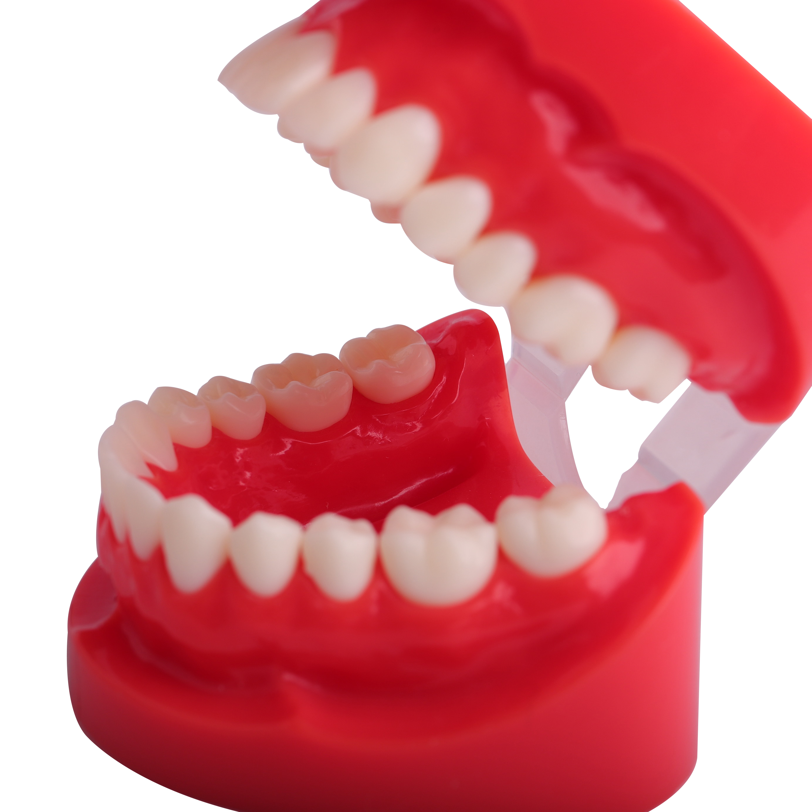 CNSEATO Dental 1:1 Standard Adult Teeth Model M700... – Vicedeal