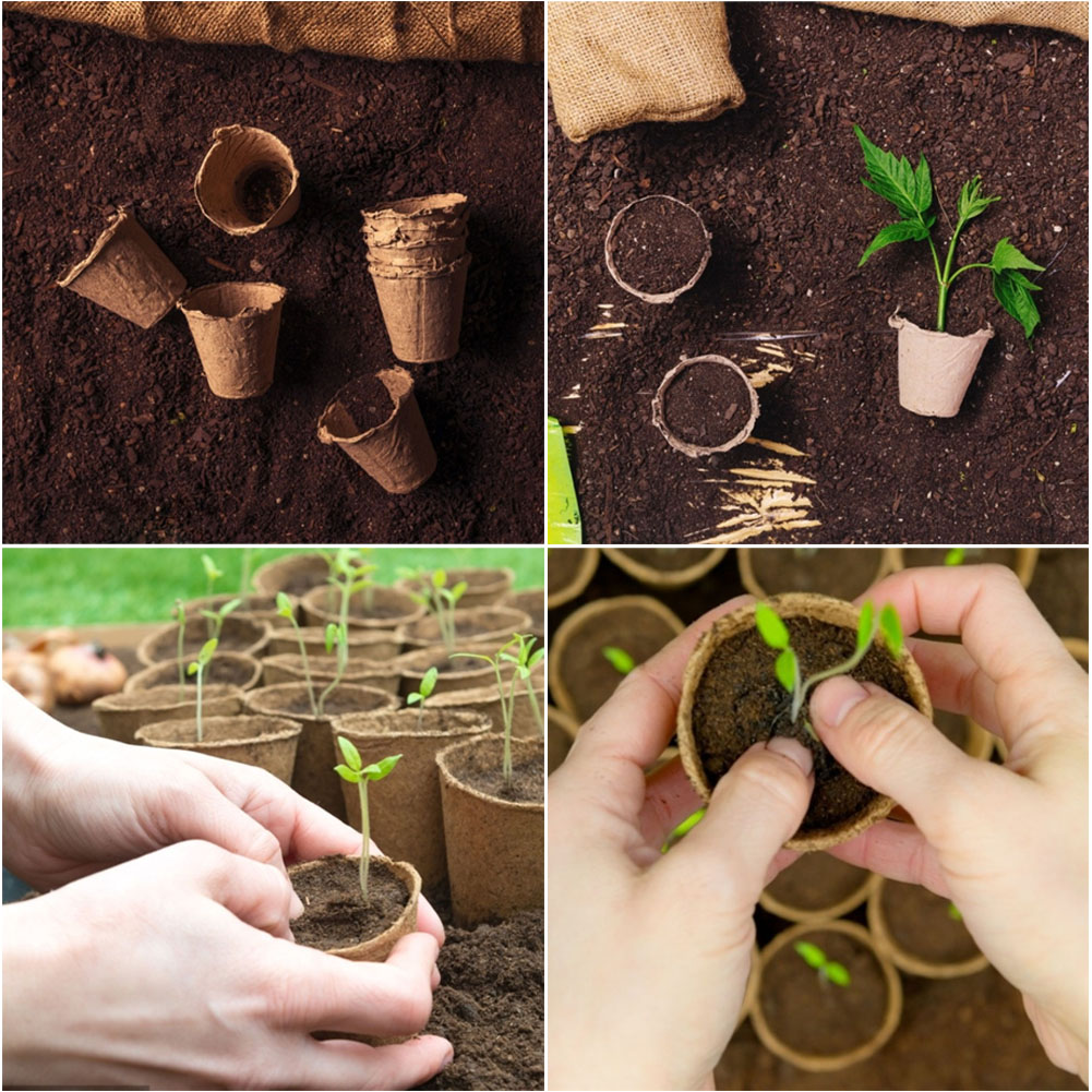 20/25pcs Nursery Plates Eco-Friendly Seedling Star... – Grandado