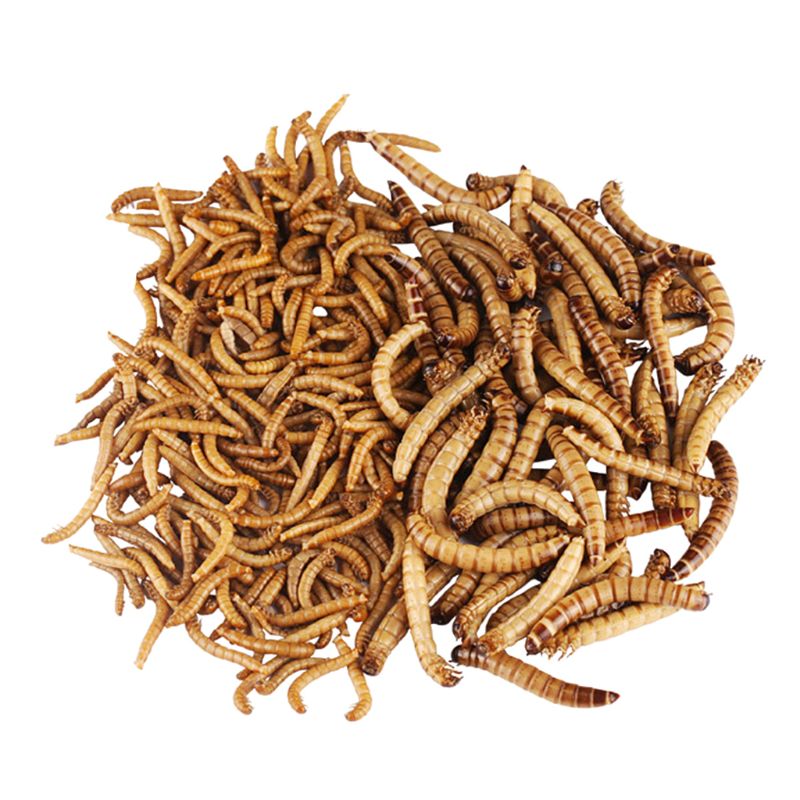 140g Natural Dried Mealworm Food Meal For Feeding ... – Grandado