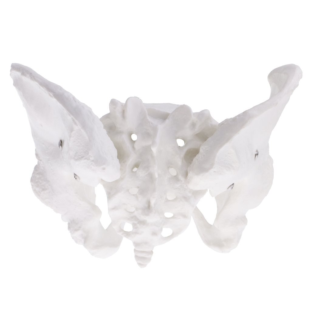 1: 1 Human Female Basin Skeleton with Coccyx Sacru... – Grandado