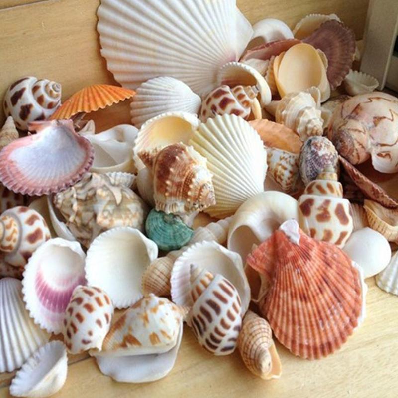Bag Mix Aquarium Beach Nautical DIY Shells Mixed B... – Vicedeal